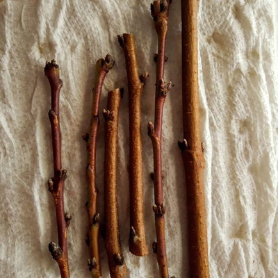 Emerald Pluot Plum X Apricot Hybrid 5 Scion/cuttings - Etsy