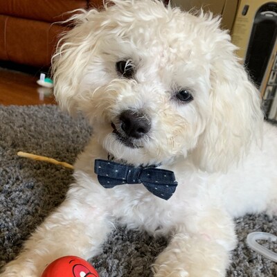 Denim Cat Bow Tie weekend Blue Polka Dot Chambray Bow Tie for Cat ...