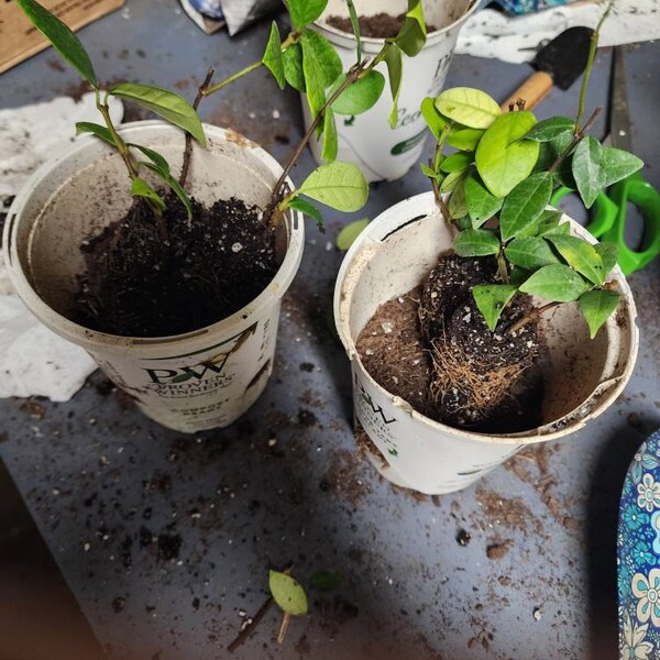 2 Echinacea Lemon Yellow Improved Perennial Starter Coneflowers ...