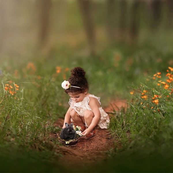 Australian Wildflower Backdrop Overlay, Spring Flower Backdrop, Summer ...