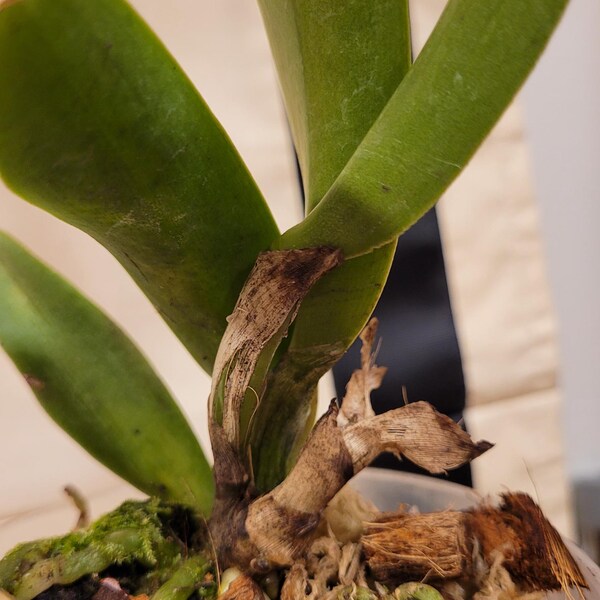 Rlc. Sung Ya Green 'mailman' (2.5” Pot) - Etsy