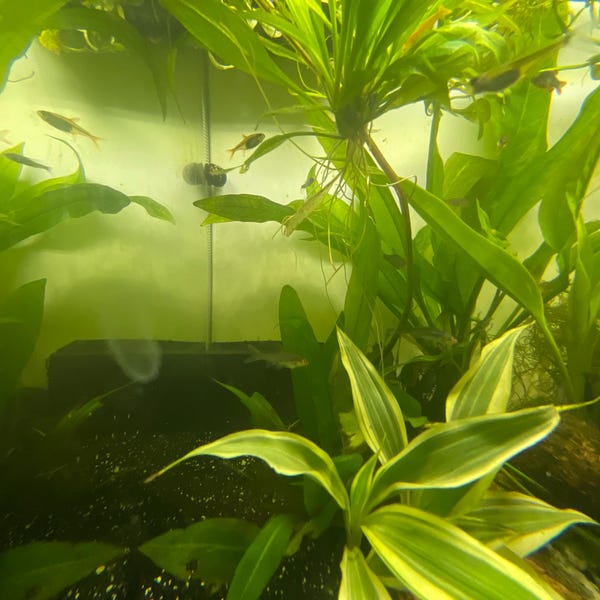 Aquarium Pothos & Plant Rim Holder - Etsy