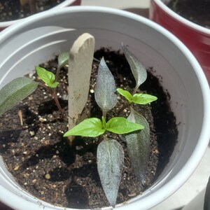 Korean Gochu Pepper Seeds - Etsy