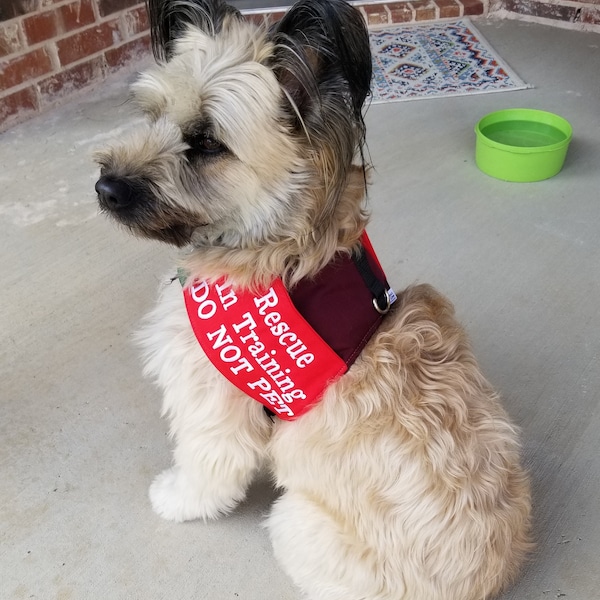 Dog Vest (very Adjustable), Rescue in Training DO NOT PET, Light Weight ...