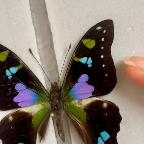BIG Angled Spreading Boards for Large Tropical Butterflies and Moths ...