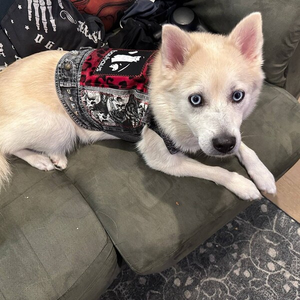 Large Punk Rock Dog Jacket/battle Vest Featuring Cute as Hell Baphomet ...