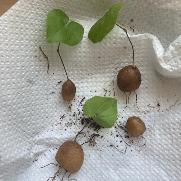 SUNNYPLANTS - Dioscorea Elephantipes, Hottentot Bread, Dioscorea ...