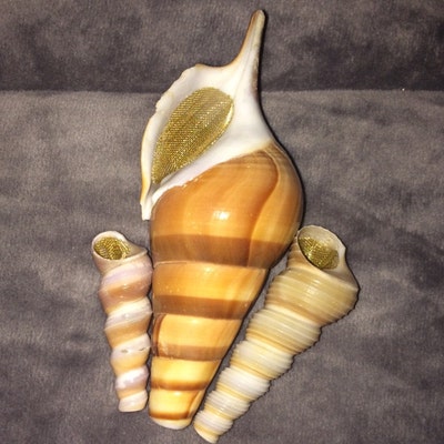 The Magic Conch Mini Size Caramel by Shellpipe free Pipe & Screens W ...