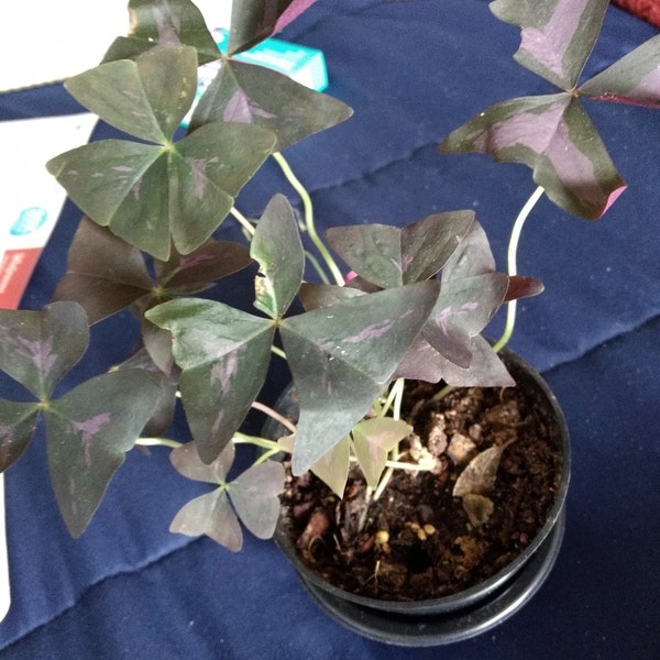 Bare-root Wild Ginger Plants - Etsy