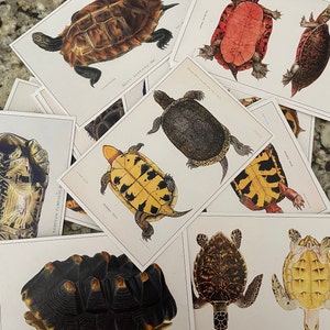 Natural Wonders Postcard Set2 Set of 20 Postcards Vintage Nature ...