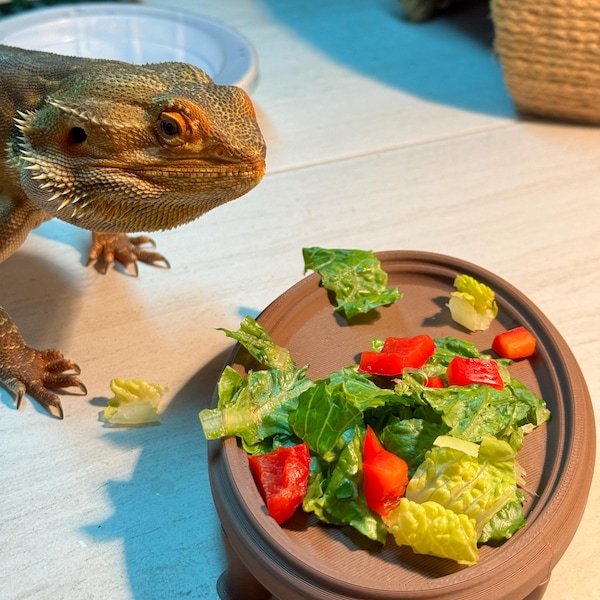 Bearded Dragon Sahara Bundle | Lounge Chair, Picnic Table Greens Dish ...