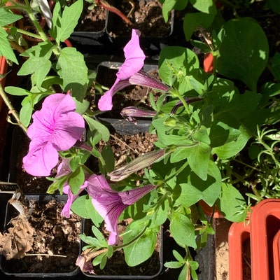 Buckley Yucca, Yucca Constricta, Soapweed Organic Heirloom Non GMO ...