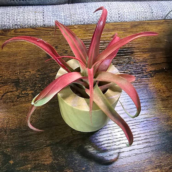 Elliot Planter Speckled Ombré Ceramic Pot in Multiple Sizes - Etsy