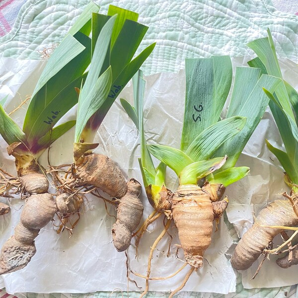 Iris 'harvest of Memories' Yellow Tall Bearded Reblooming Iris - Etsy