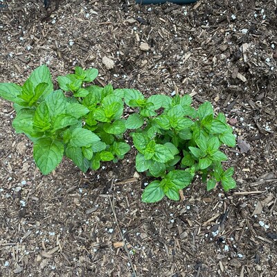 Carex Lurida Shallow Sedge Bareroot Wetland Restoration Live Plant ...