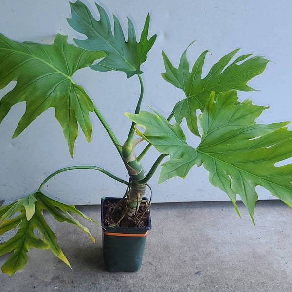 PHILODENDRON SUBINCISUM Huge CUTTING Aka Wilson Wilsonii Ee Not ...