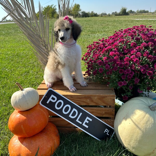 Poodle, Poodle Sign, Poodle Lover, Custom Street Sign, Quality Metal ...