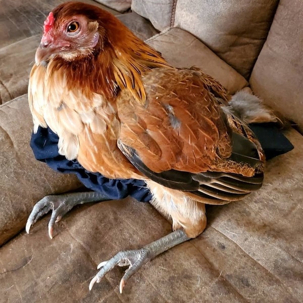 Chicken Diaper Medium Stylish Chicken Diaper- Larger Bantam Poultry or ...