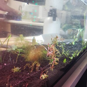 NO FLOATERS Beginner Pack 10 Tiny Random PLANT Species Low Tech Live ...