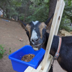 Goat Milk Stand for Pygmy and Dwarf Goats, Quality Eco Friendly Durable ...