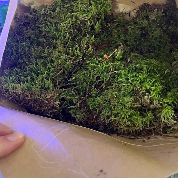 Assorted Live Moss | Fairy Garden Moss | Terrarium Plants | Vivarium ...