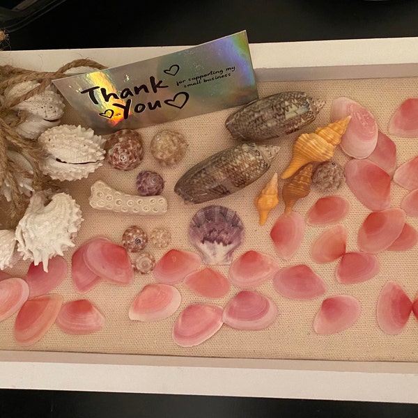 25 Beautiful Pink Rose Petal Tellin Shells - Etsy