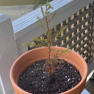 Flowering Dogwood Tree Seed Grow Kit The Jonsteen Company | Etsy