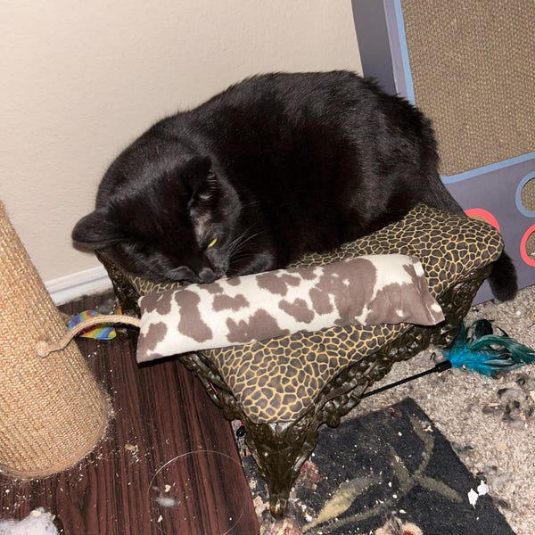 Cat Scent Enrichment Kit 13 Herbs Improve Wellbeing Cat Toy Cat Gift ...