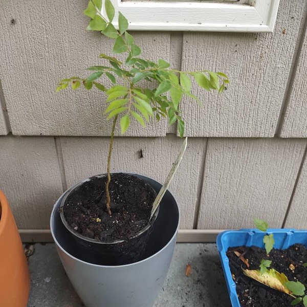 Curry Leaf Tree (sweet Neem) Live Plant - Etsy