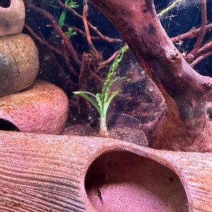 Sensitive Plant or Neptunia Aquatica Floating Aquatic Pond Plant pack ...
