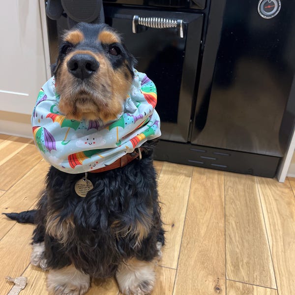 Redgranate,snood for Cocker Spaniel ,dog Snood, Dog Protector, Ears ...
