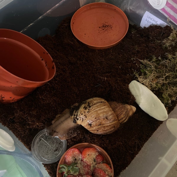 Land Snail Kit, Ideal for Garden Snails - Etsy