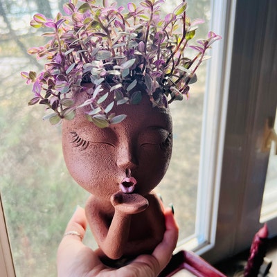 Callisia Repens Pink Lady Callisia Repens Pink Panther - Etsy