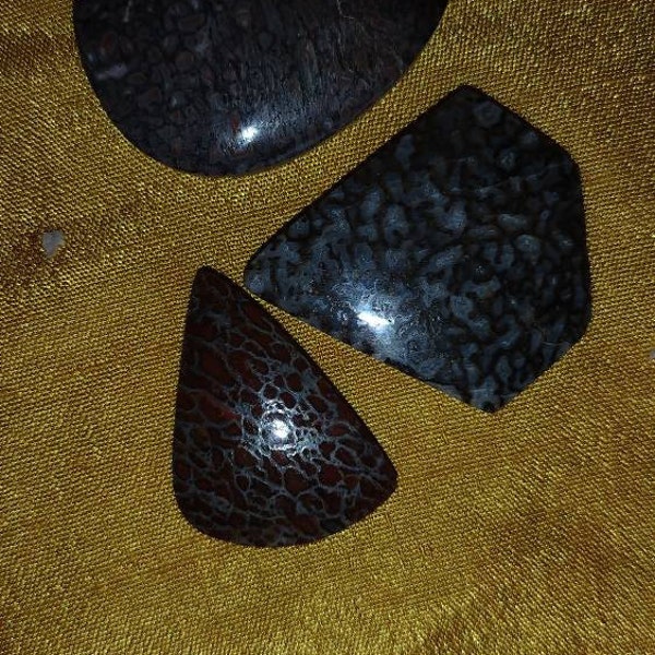 Grasshopper ? Larva - Nematode Worm Parasite - Fossil Plate - Etsy