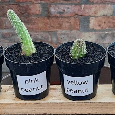 Hildewintera Colademononis Monkey Tail Cactus Seeds Super Furry Hybrid ...