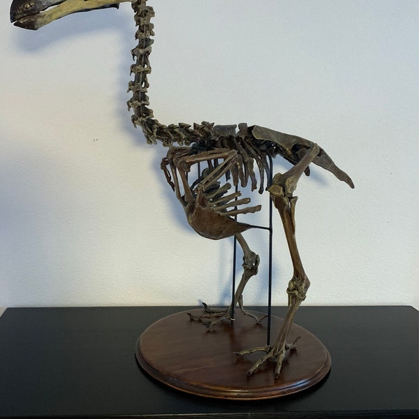 Dodo Bird Skeleton Replica Scientifically Accurate Sculpture Museum ...