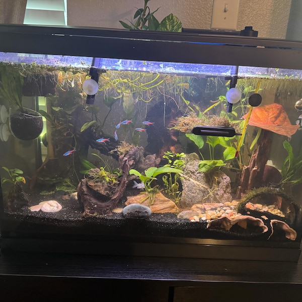 Banana Plant (nymphoides Aquatica) - Etsy