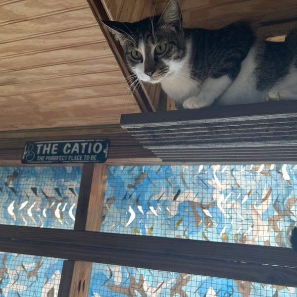 Catio Sign the Catio the Purrfect Place to Be Cute Catio Sign Vintage ...