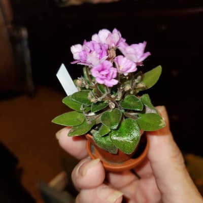 Micro Mini African Violet First Love - Etsy