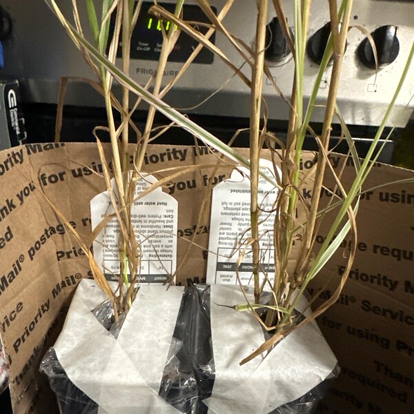 Cherry Sparkler Fountain Grass Plug Starter Plant - Etsy