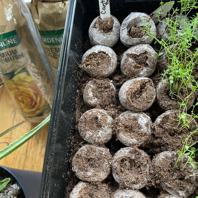 Japanese Radiata White Egret Orchid Flower 50pcs Seeds...5422 - Etsy