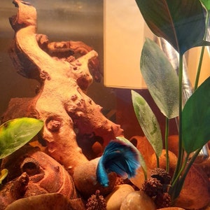 Slate Axolotl Hide Aquarium Reptiles Amphibians. | Etsy UK