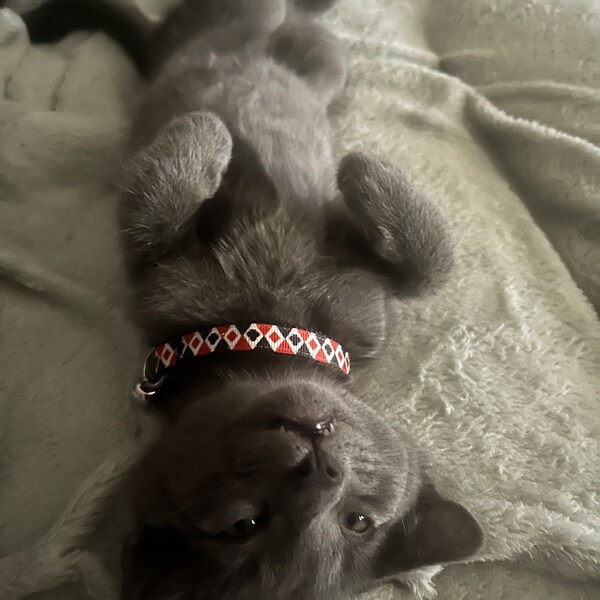 Seashell Dog Collar and optional Leash Set Girl Dog Collar With ...