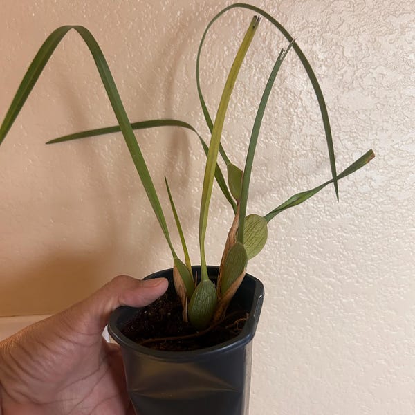 Live Well-rooted Java Red Bleeding Heart Vine Clerodendrum Delectum - Etsy