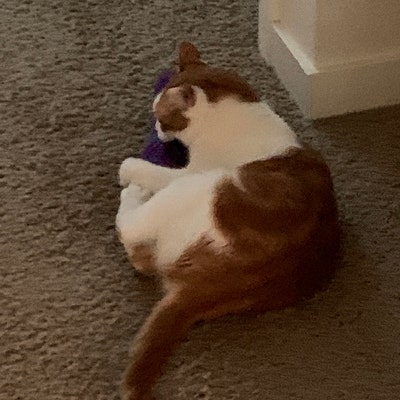 Crochet Pattern Catnip Kick Stick Cat Toy - Etsy