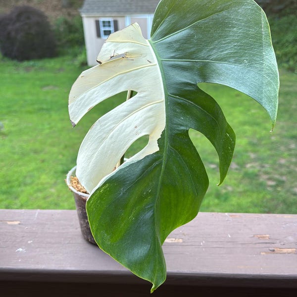 Monstera Albo - Rare Variegated Monstera Borsigiana Albo - Rare ...