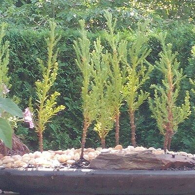 10 Giant Sequoia Trees California Redwood Potted 812 Tall Seedlings ...