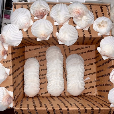 Set of 100 White Florida Scallop Shells about 2 Seashells for Beach ...