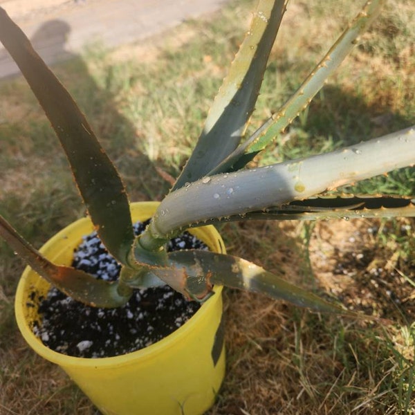 Brachychiton Rupestris Australian Bottle Tree. Queensland Bottle Tree ...