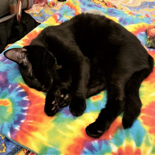 Cat Blankets NEW CHOICES!!! Small Cat Blanket, Cat Gift, Kitten Blanket ...